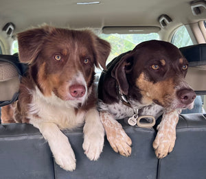 Blue Moon Native Garden