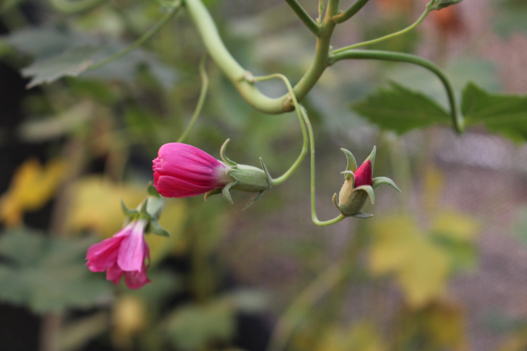 Blue Moon Native Garden