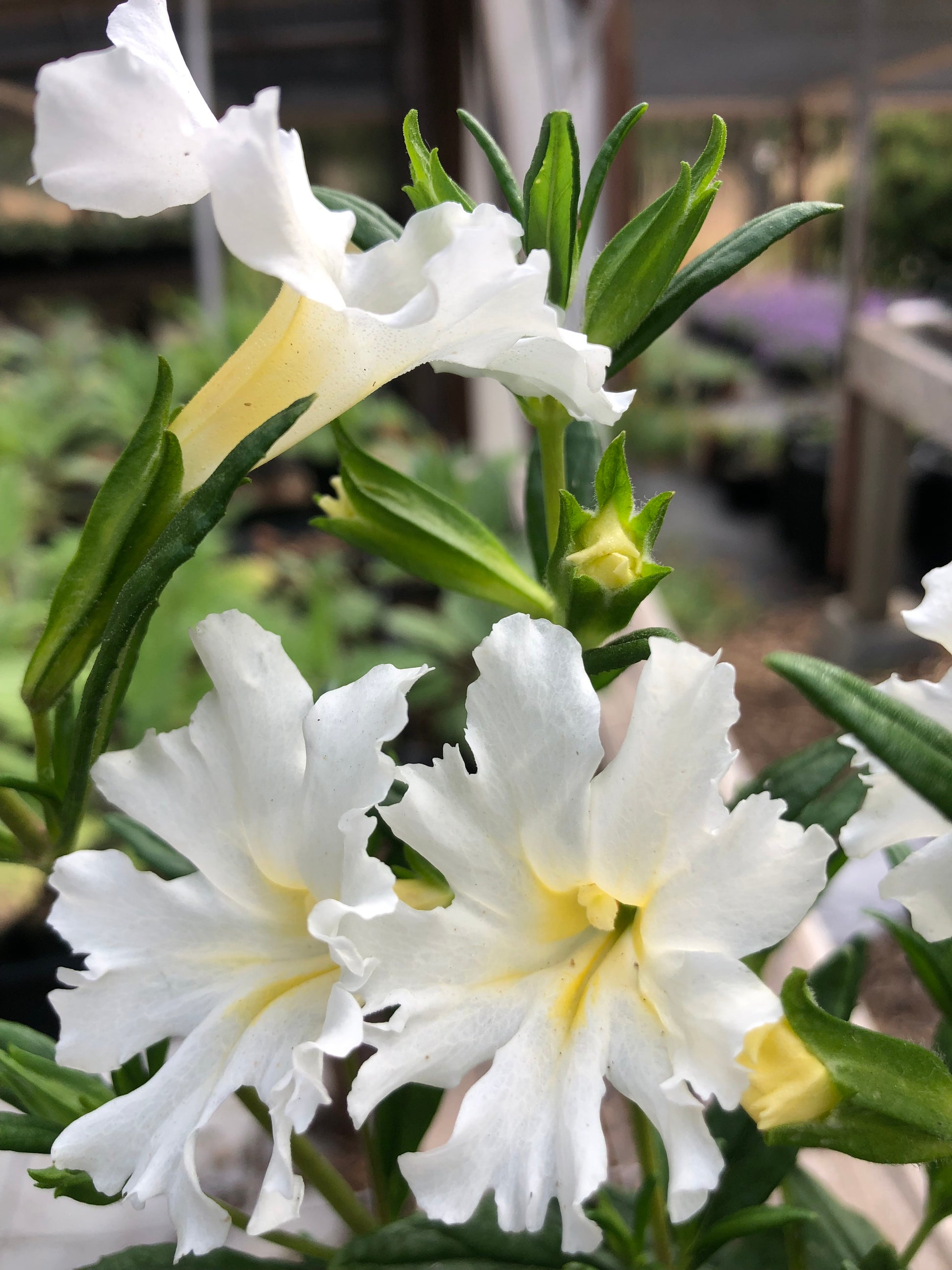 Blue Moon Native Garden