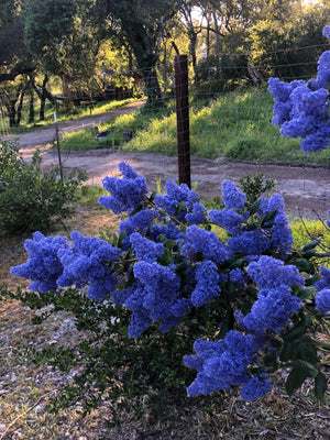 Blue Moon Native Garden