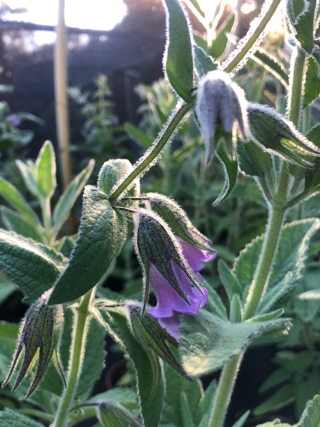 Blue Moon Native Garden