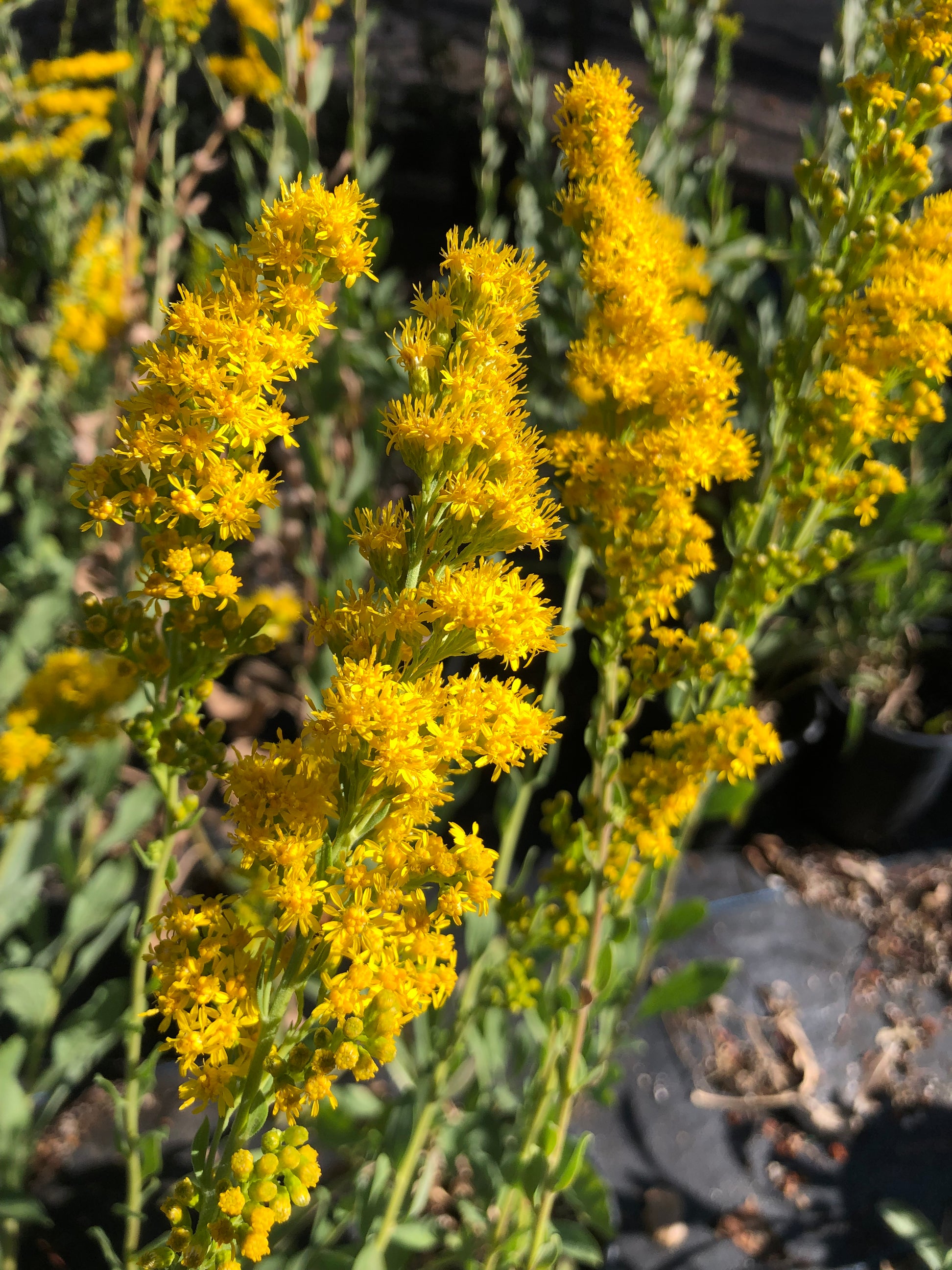 Blue Moon Native Garden