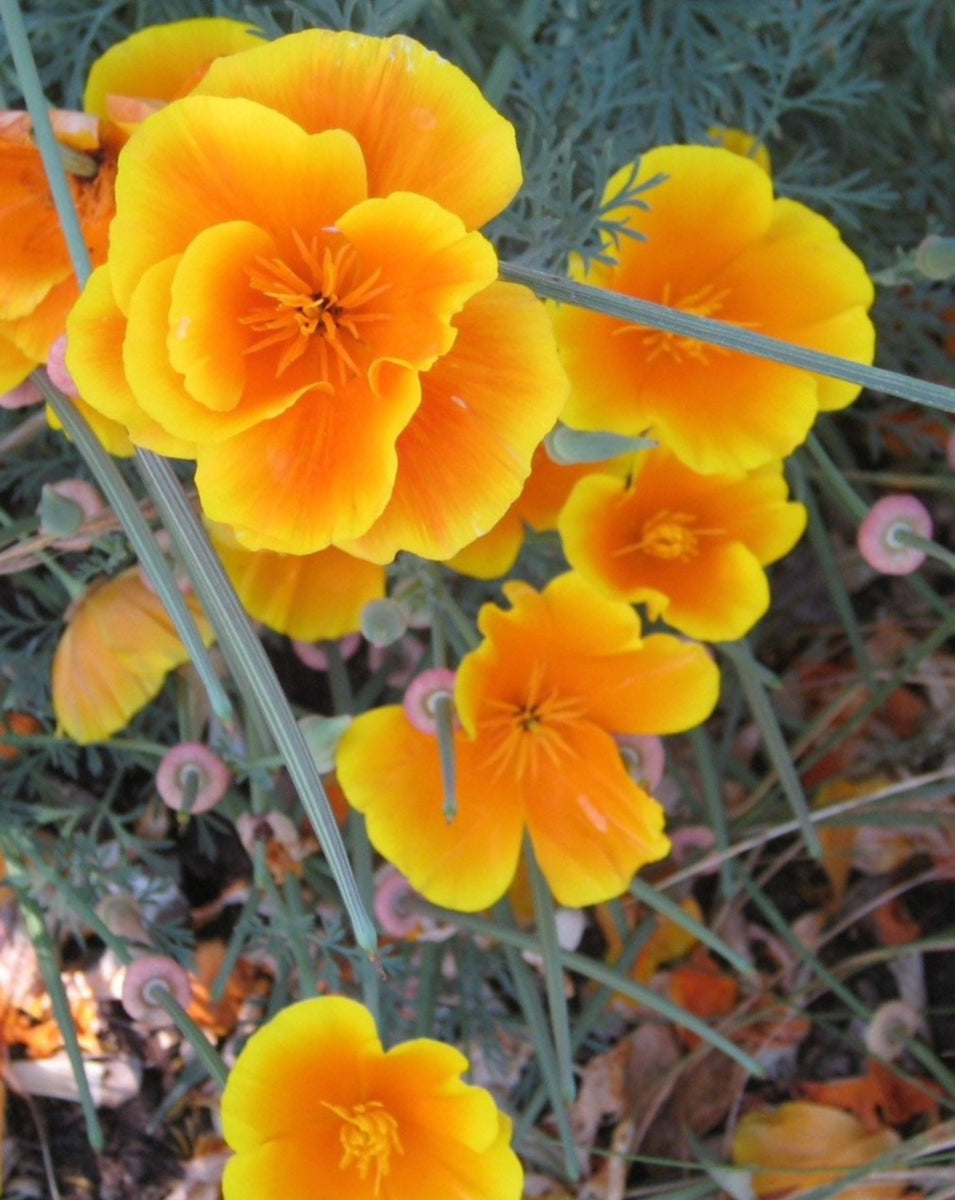 Coast Poppy Seeds – Blue Moon Native Garden