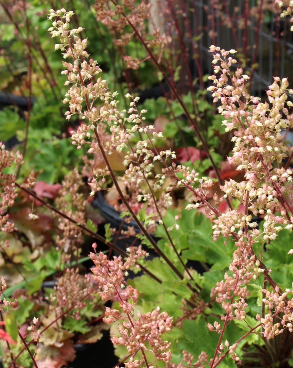 Island Coral Bell Seeds – Blue Moon Native Garden