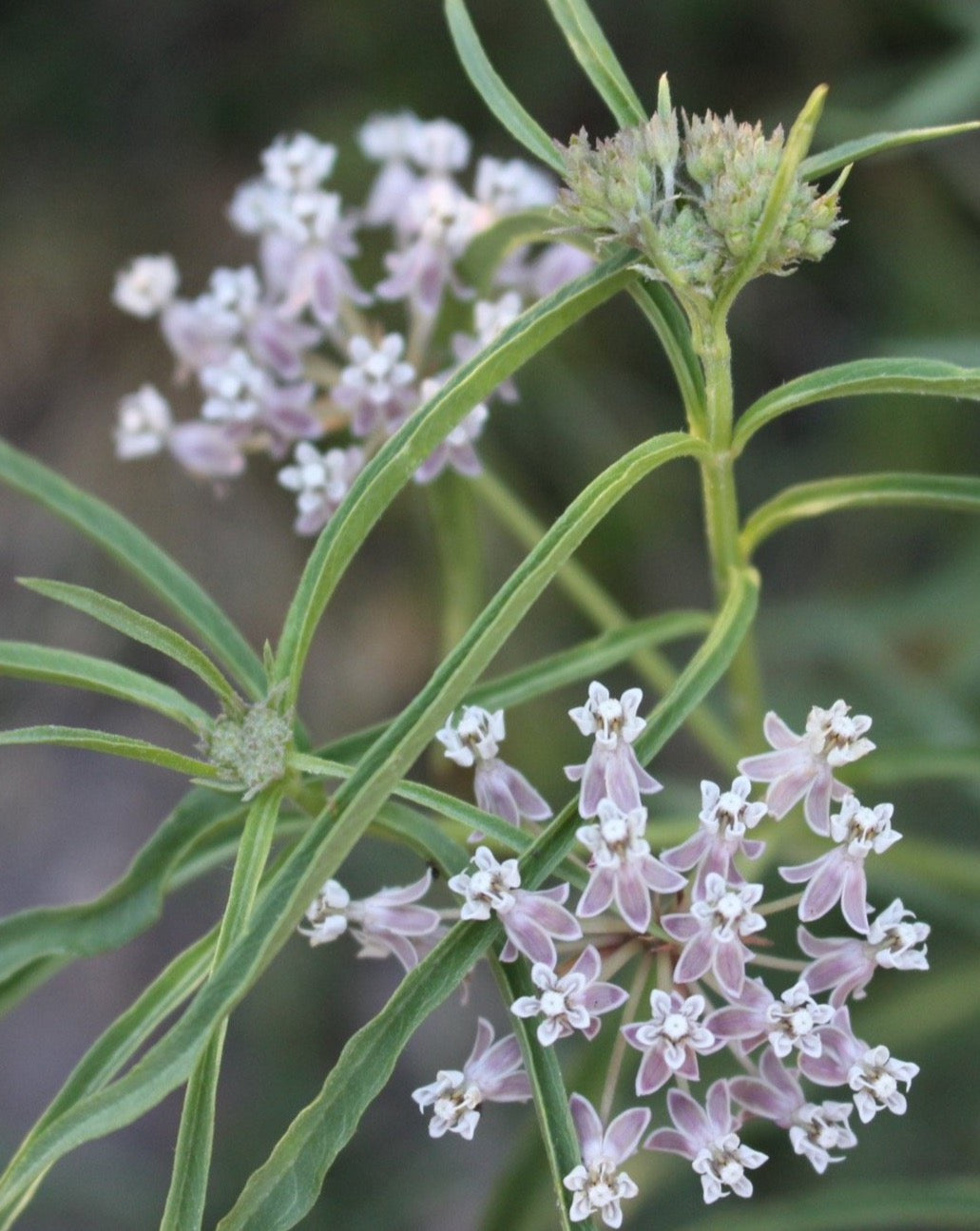 Blue Moon Native Garden
