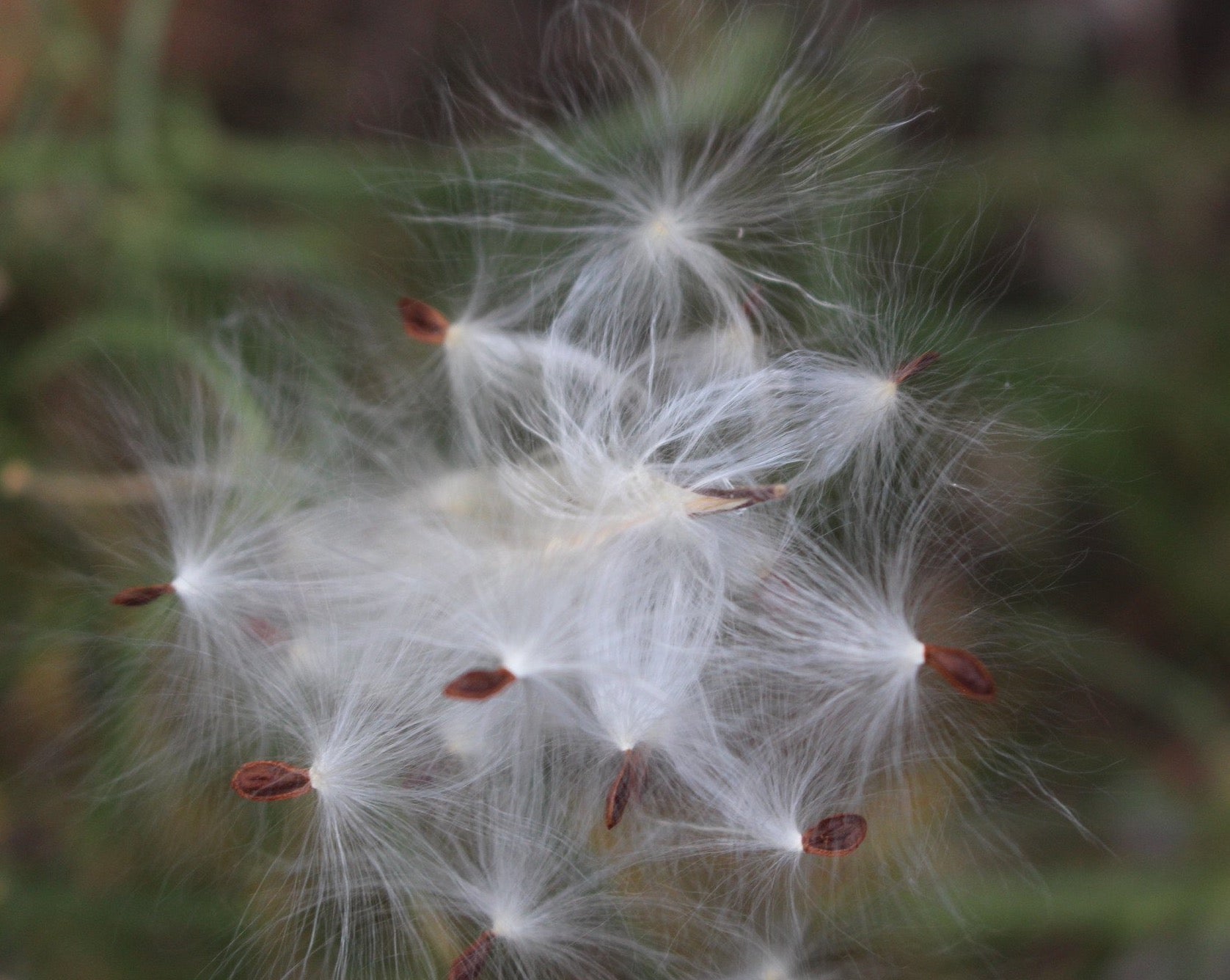 Narrow Leaf Milkweed Seeds – Blue Moon Native Garden