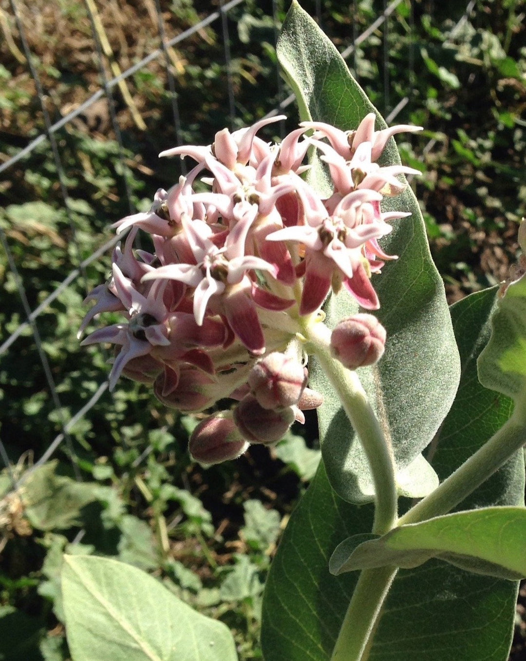 Blue Moon Native Garden
