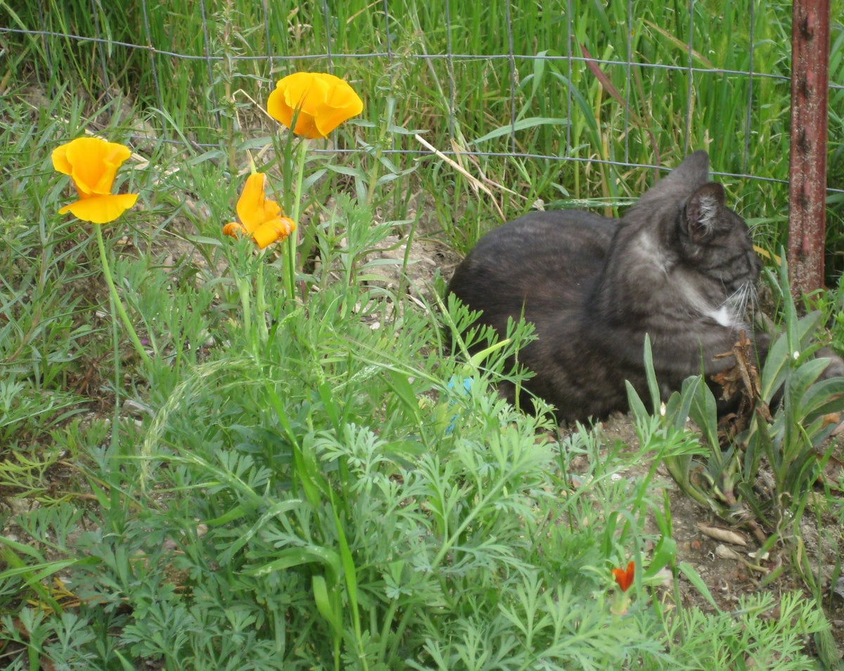 California Poppy Seeds – Blue Moon Native Garden
