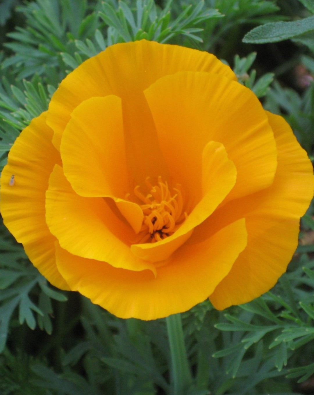 California Poppy Seeds – Blue Moon Native Garden