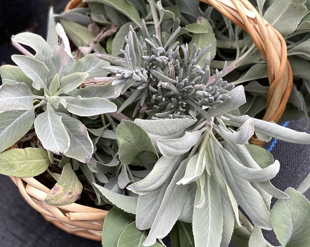 White Sage Seeds – Blue Moon Native Garden