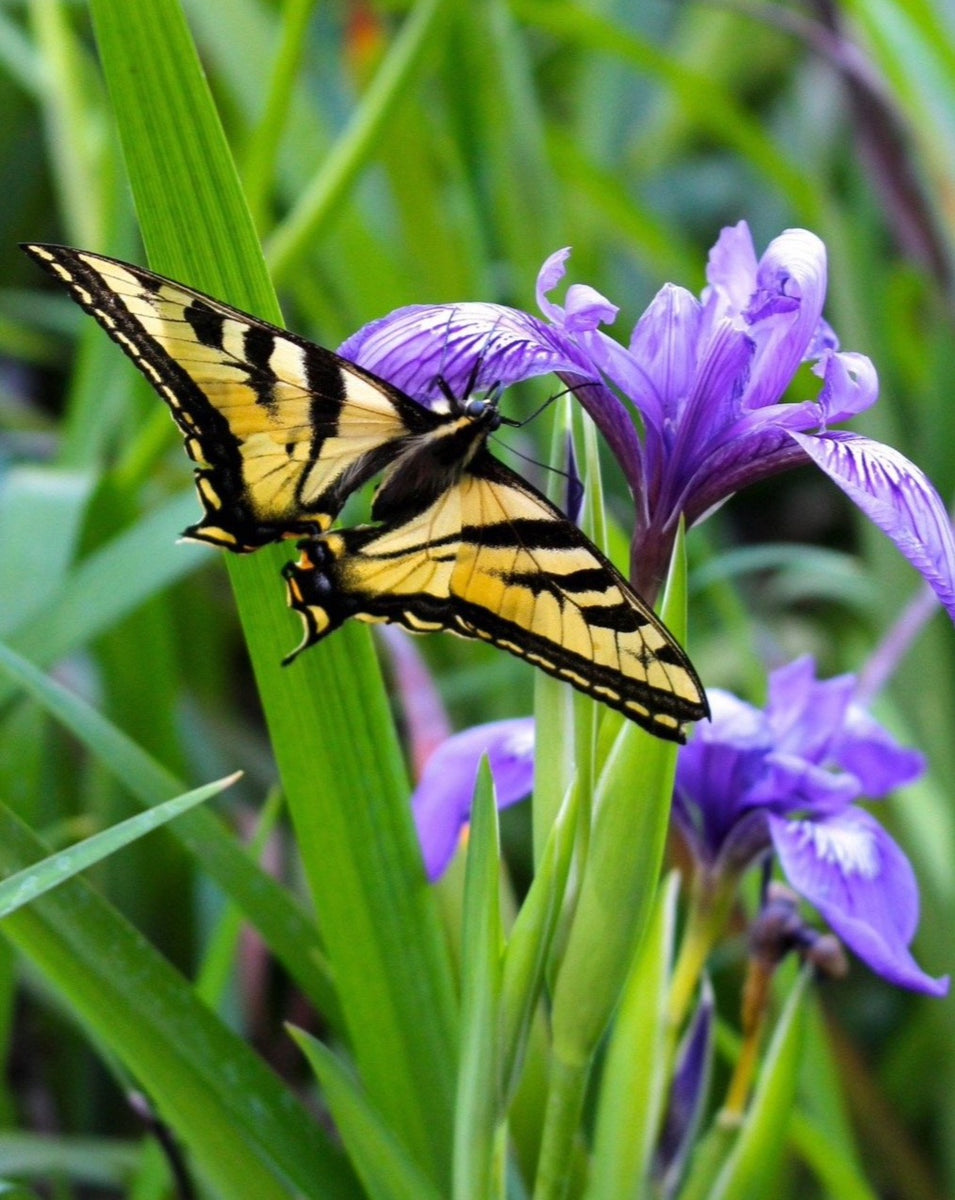 Douglas Iris Seeds – Blue Moon Native Garden