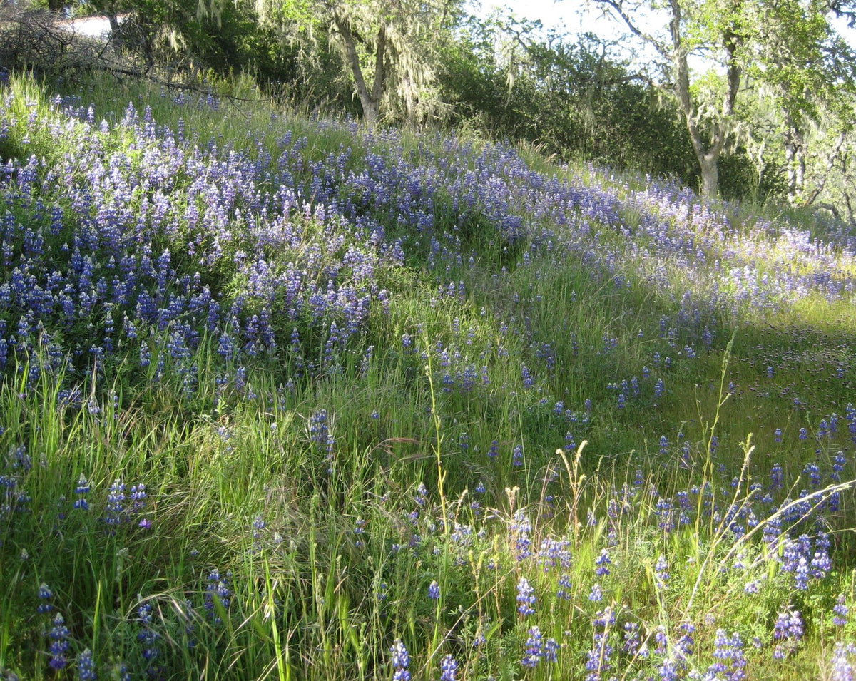 Sky Lupine Seeds – Blue Moon Native Garden