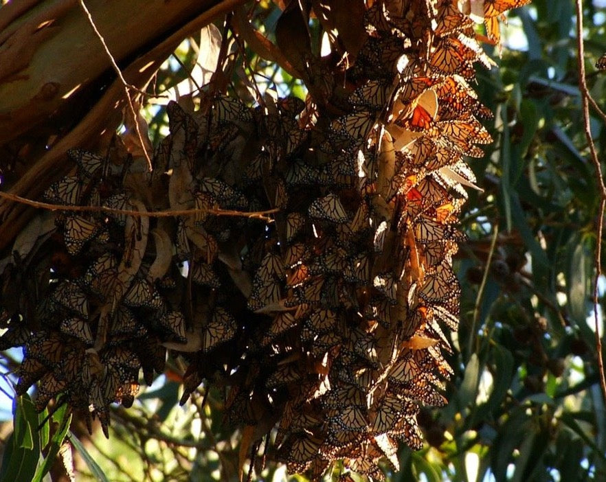 Narrow Leaf Milkweed Seeds – Blue Moon Native Garden