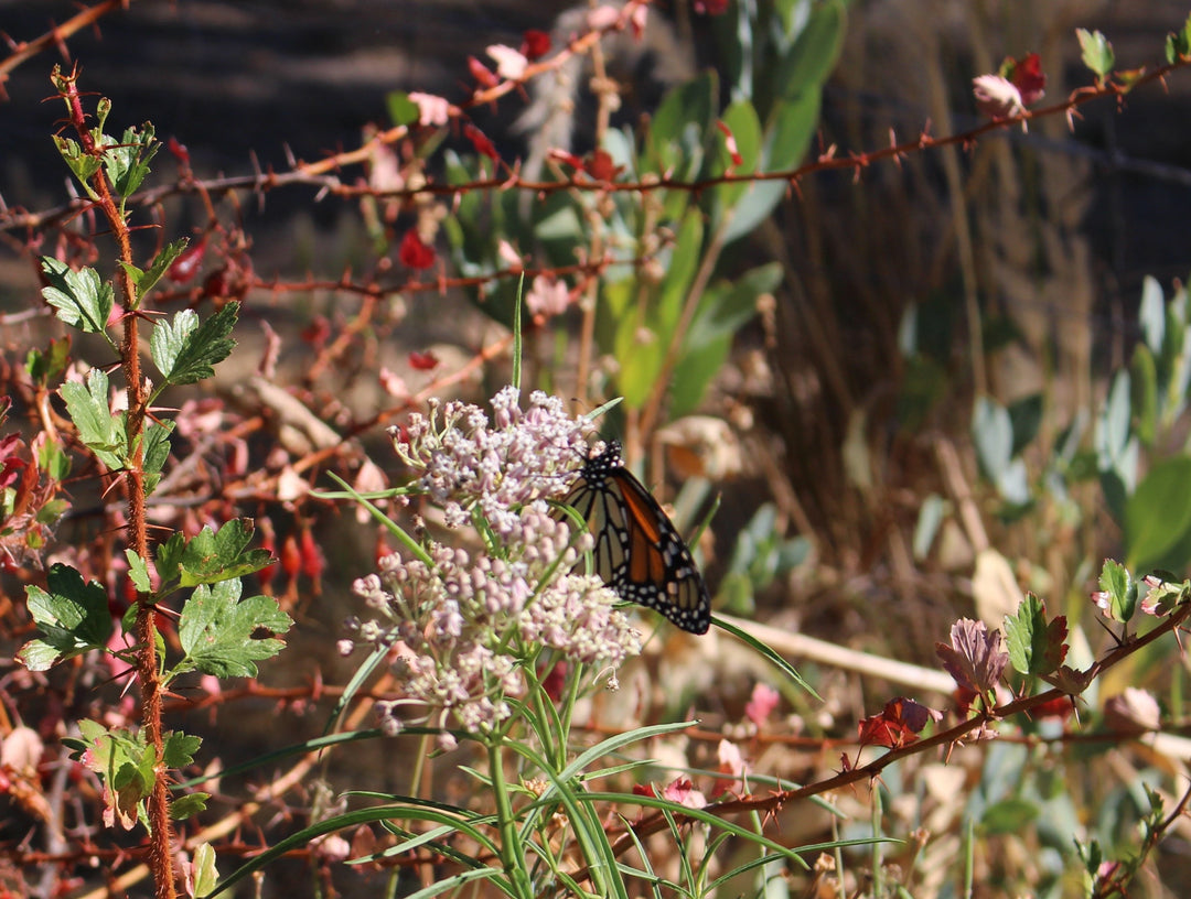 Narrow Leaf Milkweed Seeds – Blue Moon Native Garden